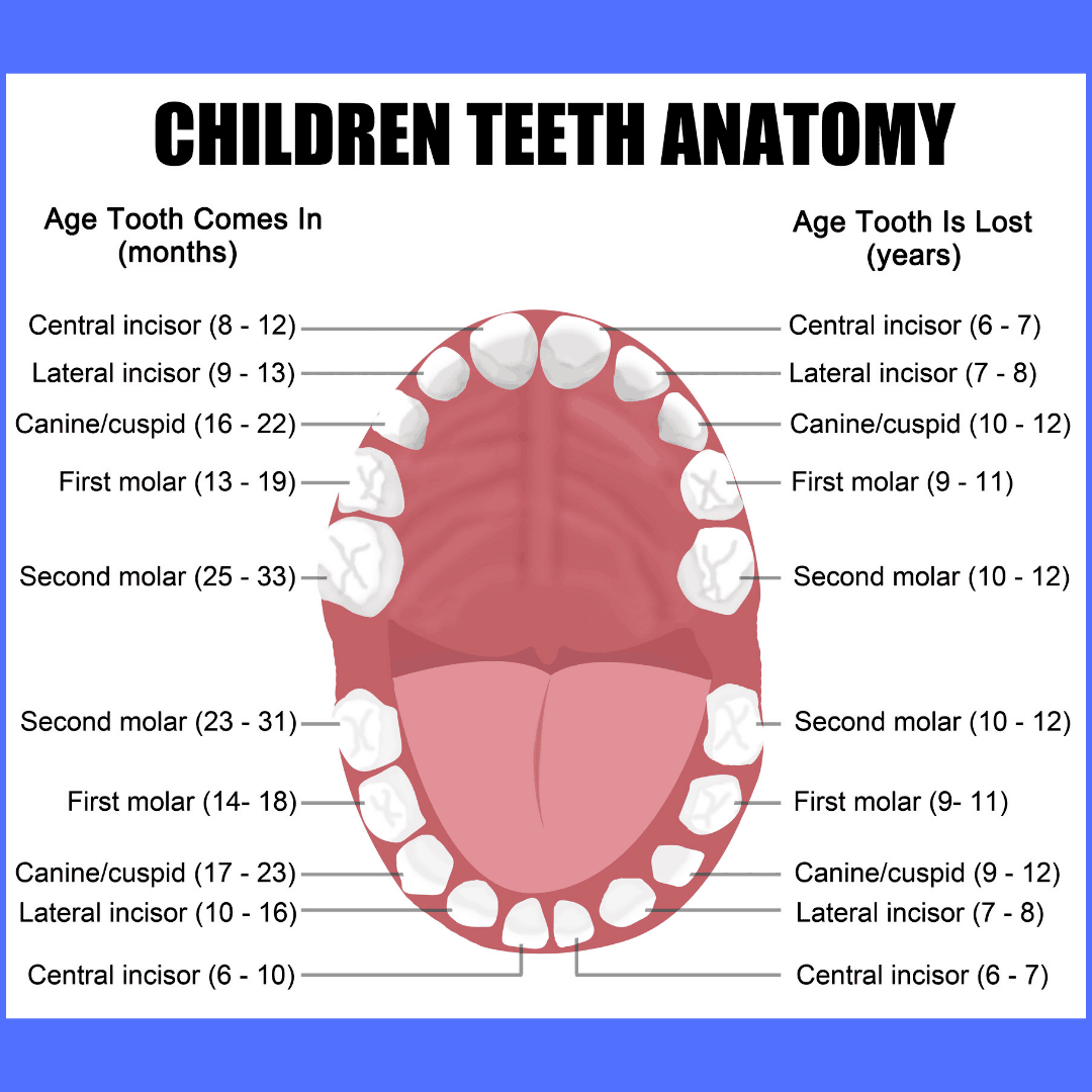 How Your Child Can Be Tear Free at the Dentist - Learning2Bloom